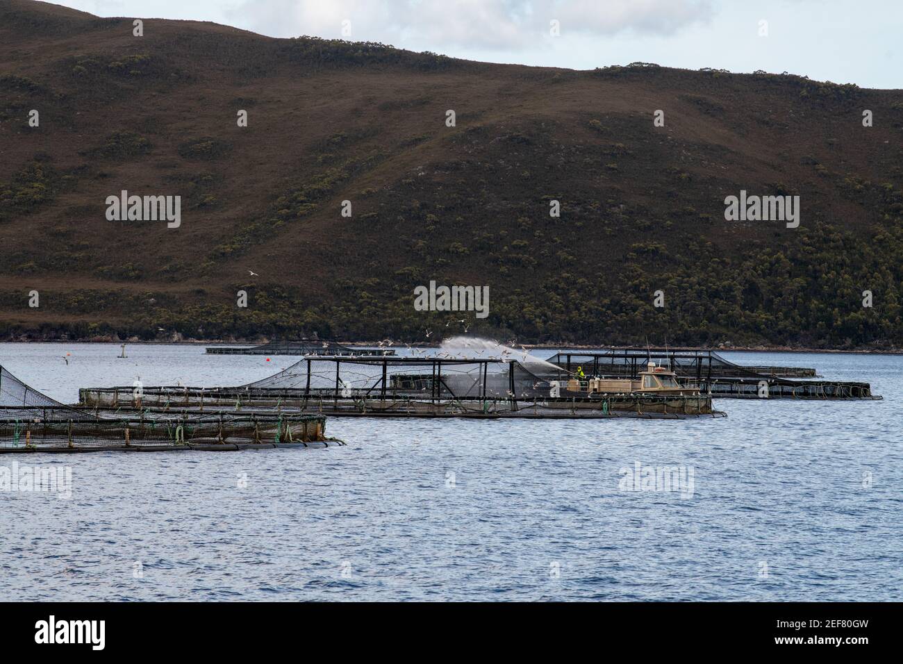 Floating nets of a salmon farm in Tasmania Stock Photo - Alamy