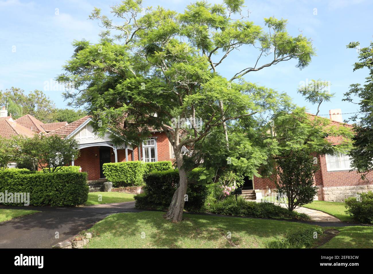 Jacaranda With No Bloom 50 Blue Jacaranda Tree Seeds (jacaranda