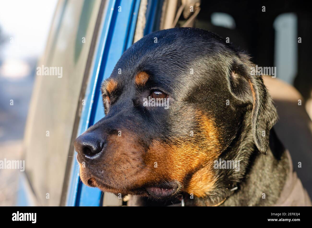 A portrait of a Rottweiler looking out the open window of a blue car ...
