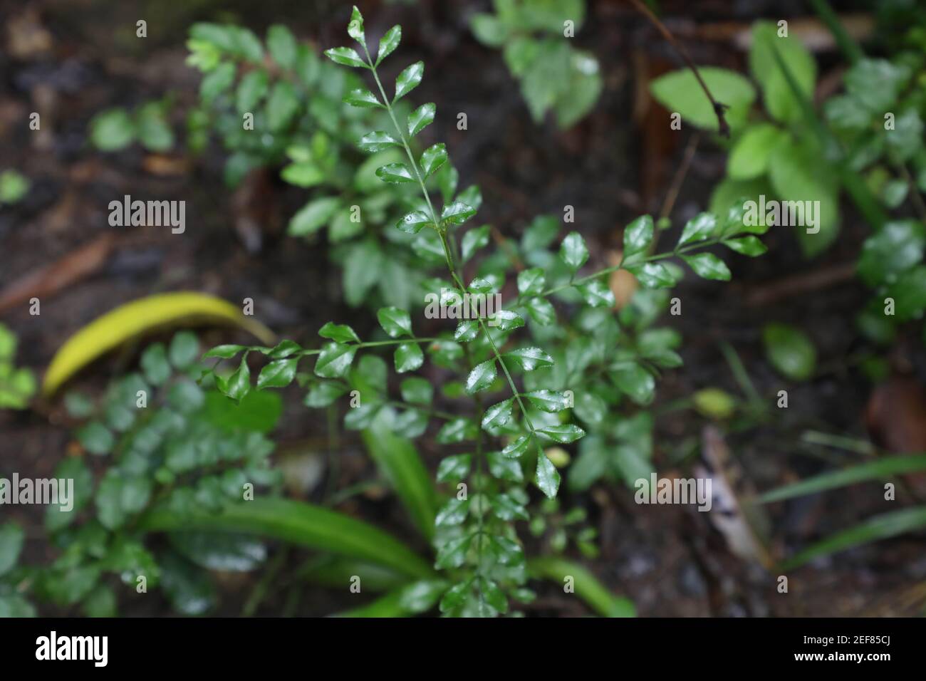 Small leaf privet hi-res stock photography and images - Alamy