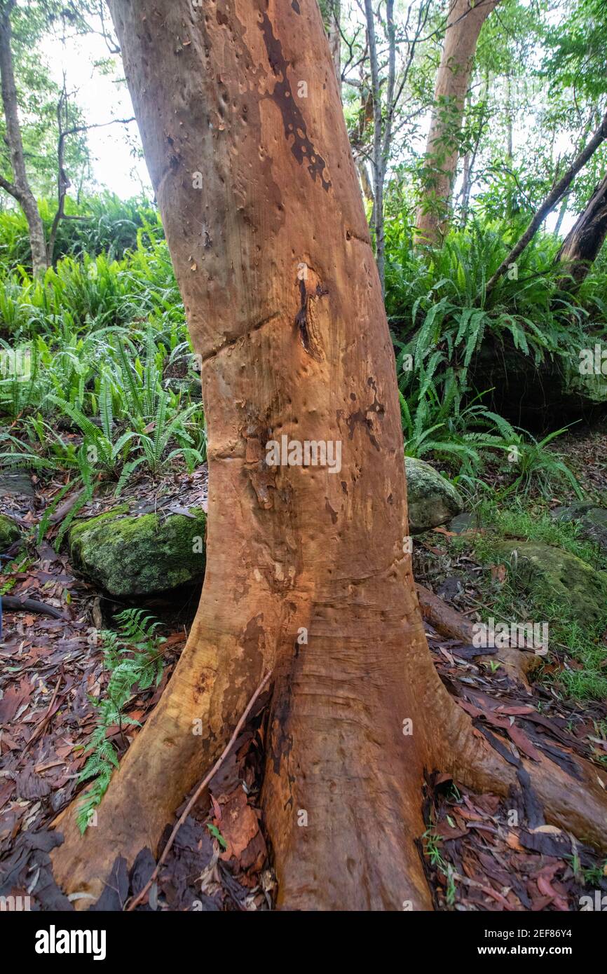 Angophora costata, commonly known as Sydney red gum or smooth-barked ...