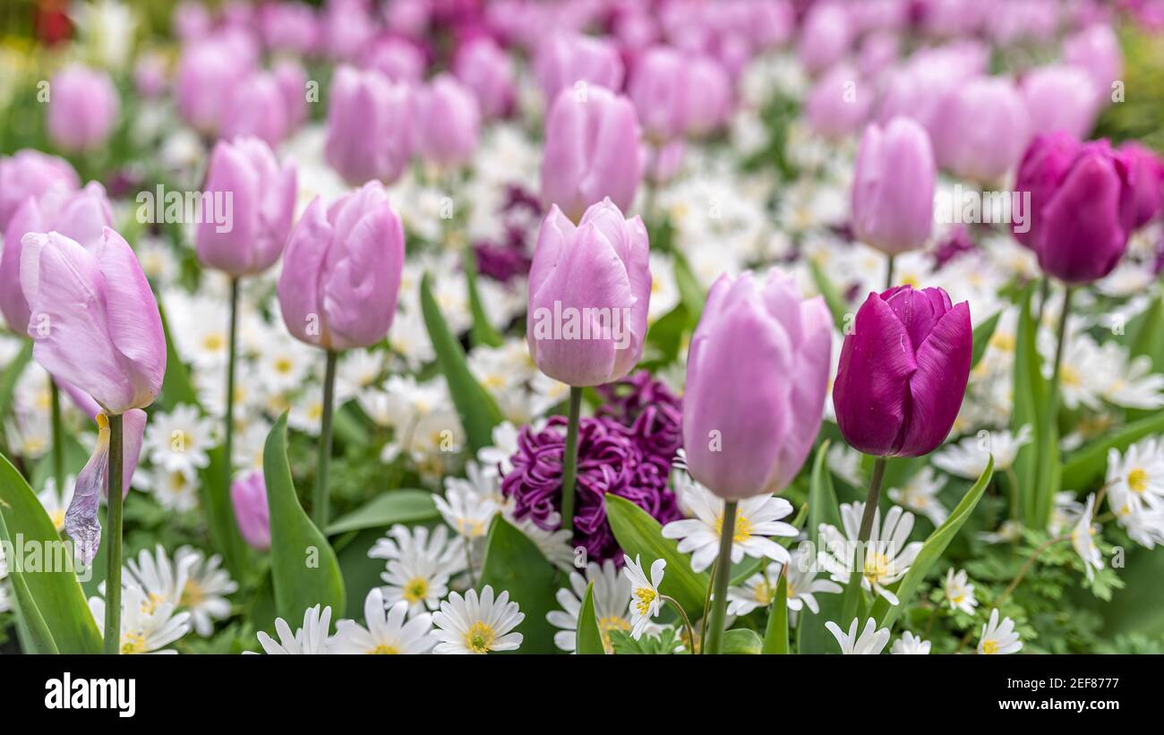 Daisy and tulips hi-res stock photography and images - Alamy