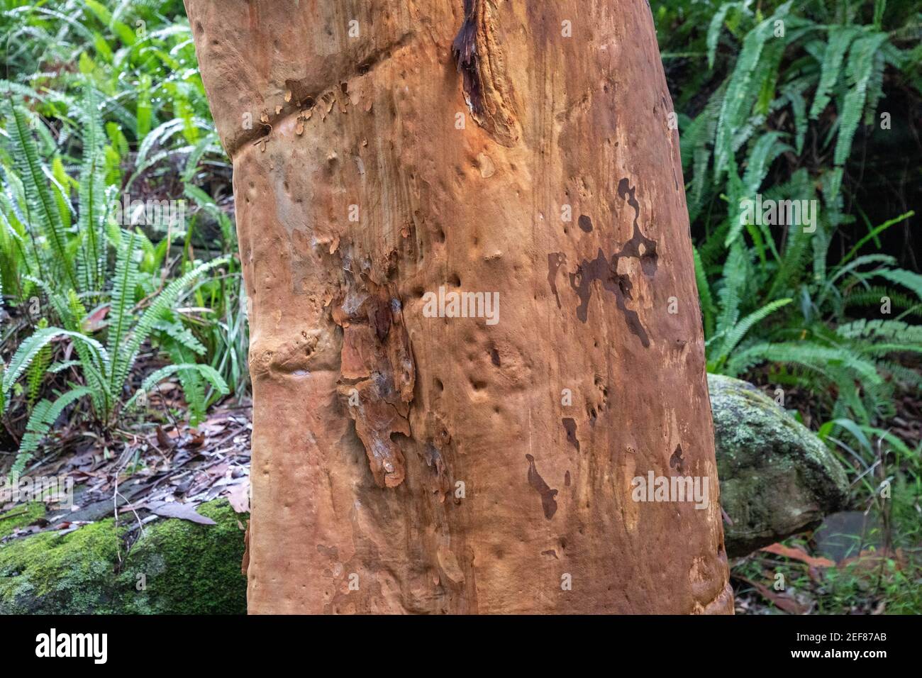 Angophora costata, commonly known as Sydney red gum or smooth-barked ...