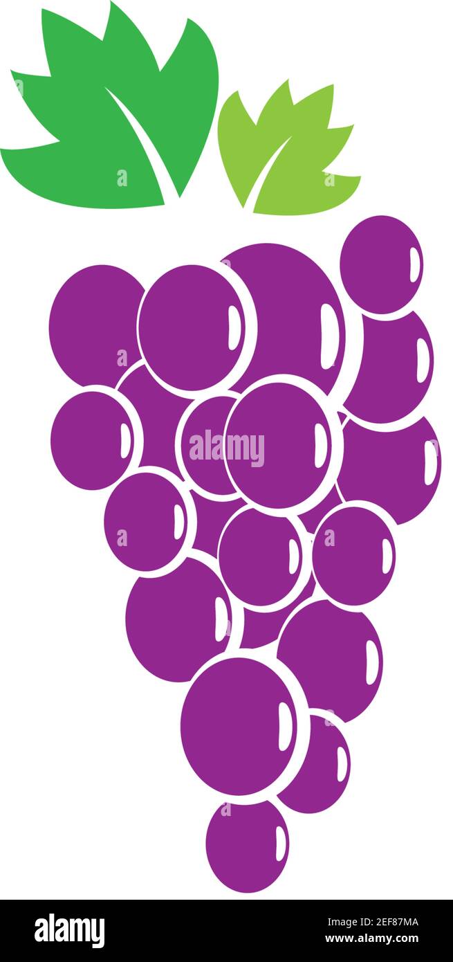 Vitis vinifera vector vectors hi-res stock photography and images - Alamy