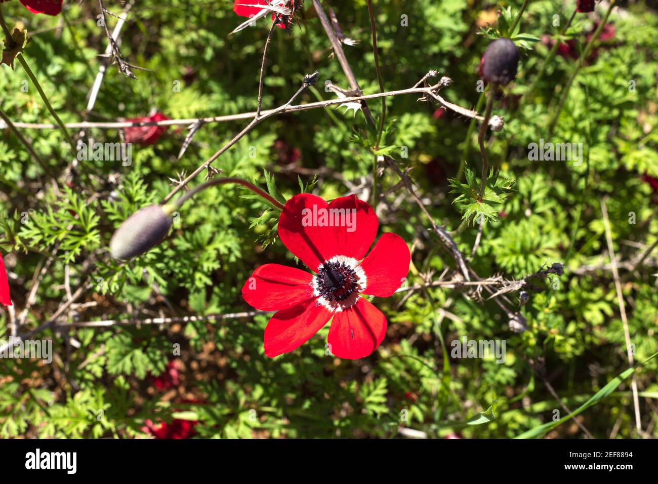 Red anemones flowers close up on a blurred grassy background. Israel ...