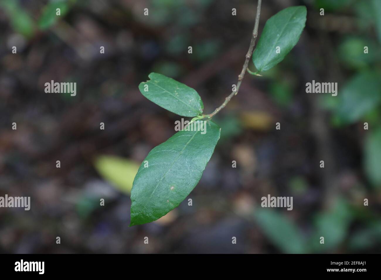 Ficus coronata, commonly known as the sandpaper fig or creek sandpaper ...