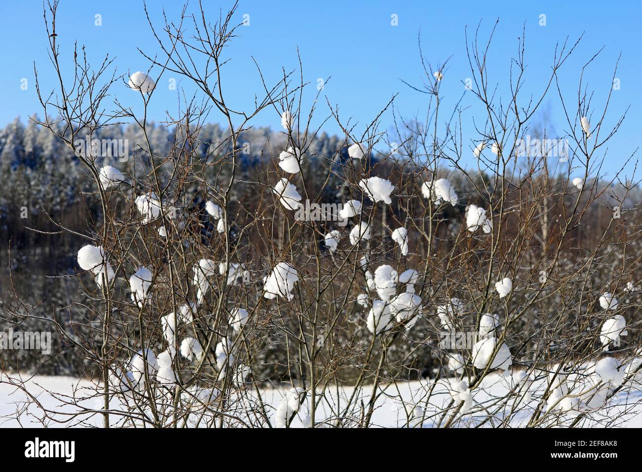 Naturally formed snow balls on willow tree, genus Salix, on a bright ...