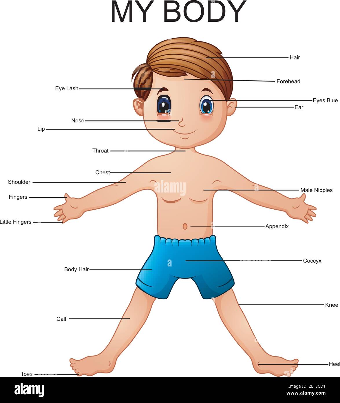 Vector illustration of vocabulary part of body Stock Vector Image & Art ...