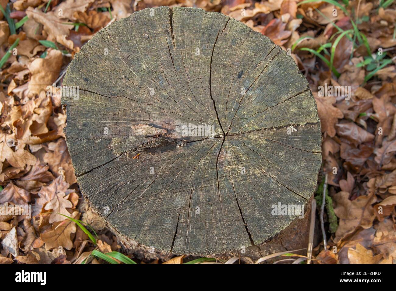 A tree stump with rings and cracks among the autumn leaves. Top view ...