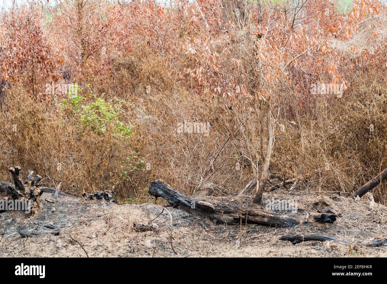 Tropical rainforest destruction hi-res stock photography and images - Alamy