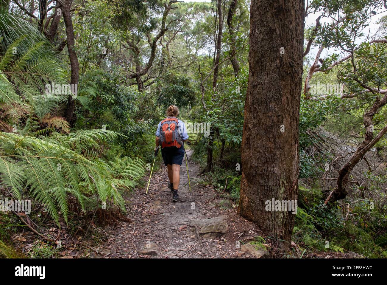 Mature age female bushwalker on the Two Creeks Track, East Lindfield ...