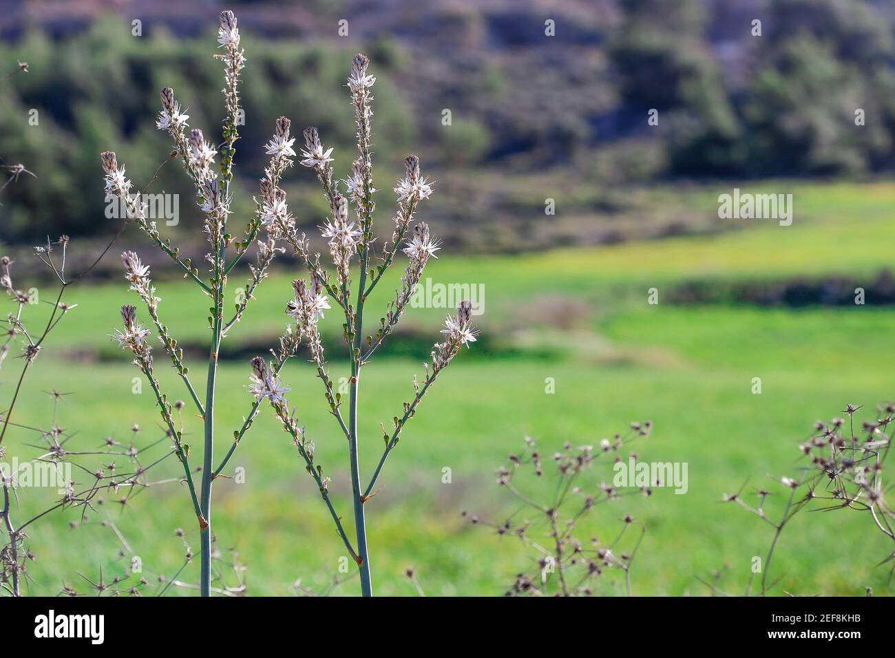 Cyprus wildflowers hi-res stock photography and images - Alamy