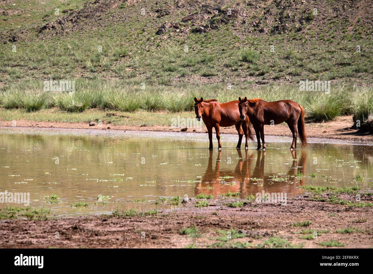 Horses in the steppe, Mongolia Stock Photo - Alamy
