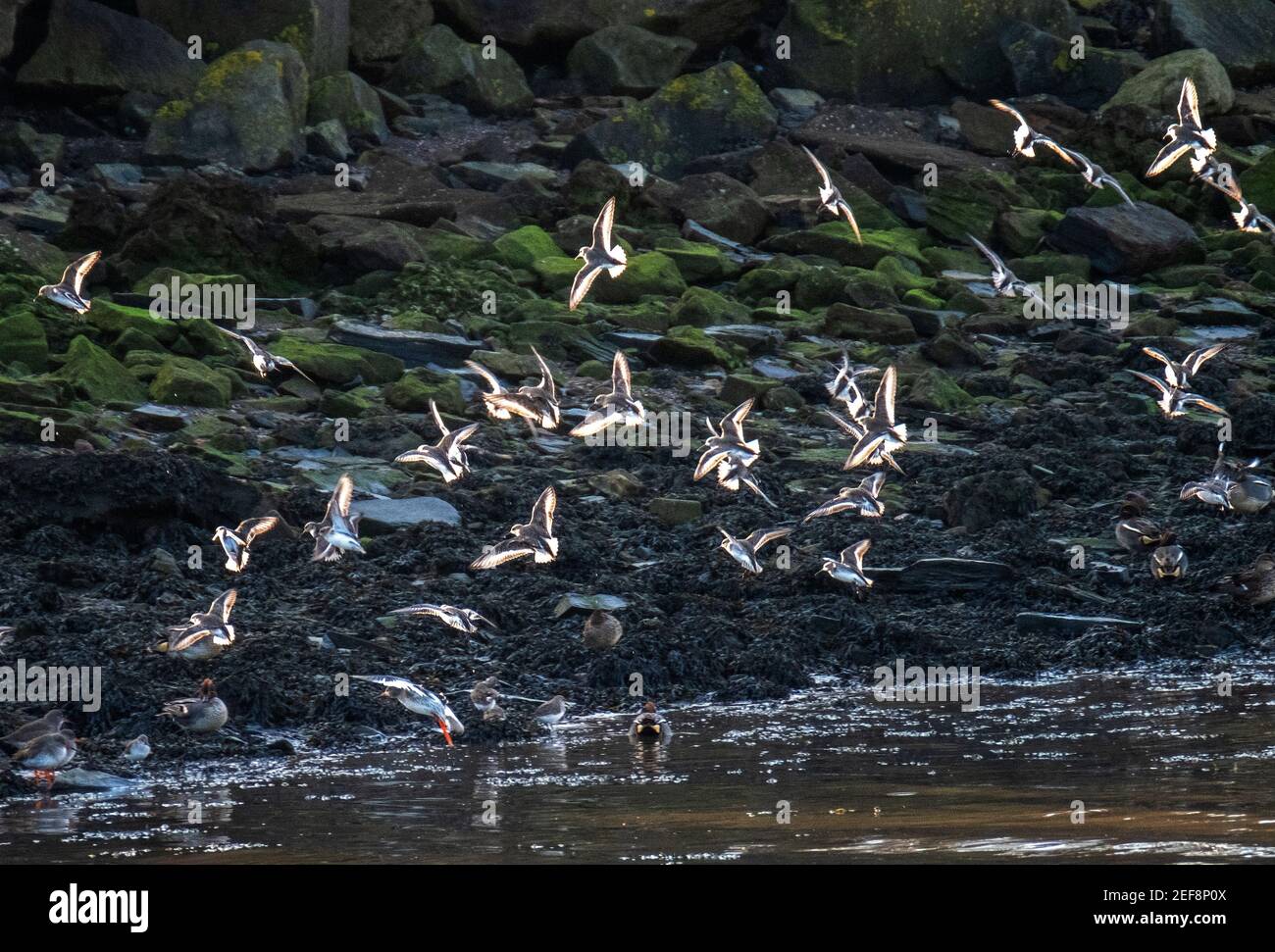 A flock of Common Redshank on the shoreline of the River Forth estuary ...