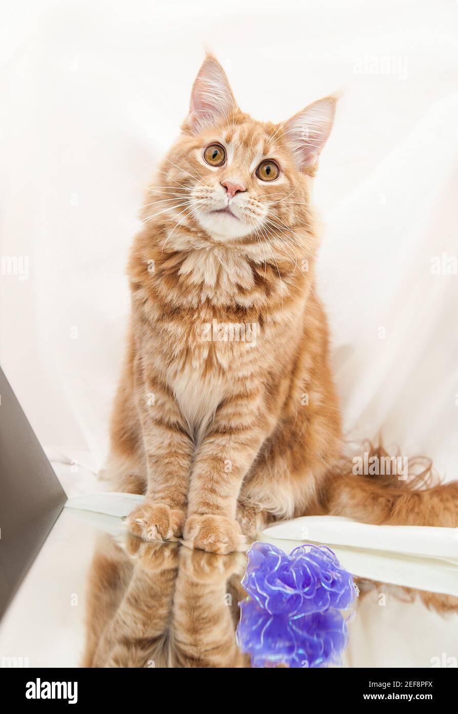 Portrait of a ginger Maine Coon cat Stock Photo - Alamy