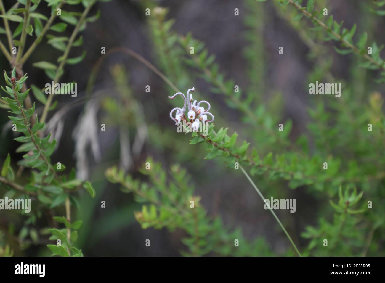 Garigal national park hi-res stock photography and images - Alamy