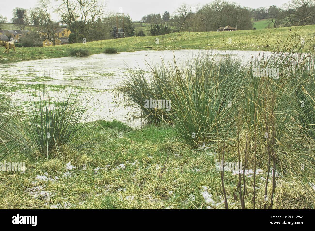 Reeds around pond hi-res stock photography and images - Alamy