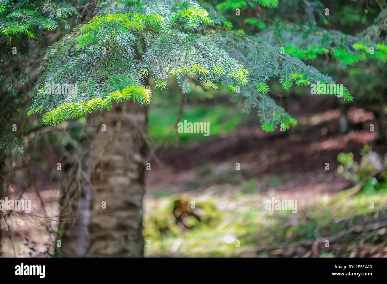 The pine tree and leaf from Turkey Stock Photo - Alamy