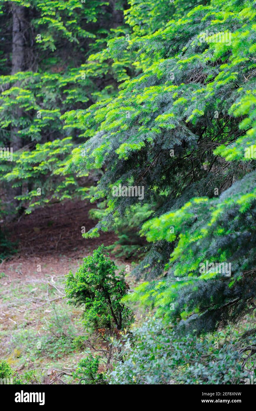 The pine tree and leaf from Turkey Stock Photo - Alamy