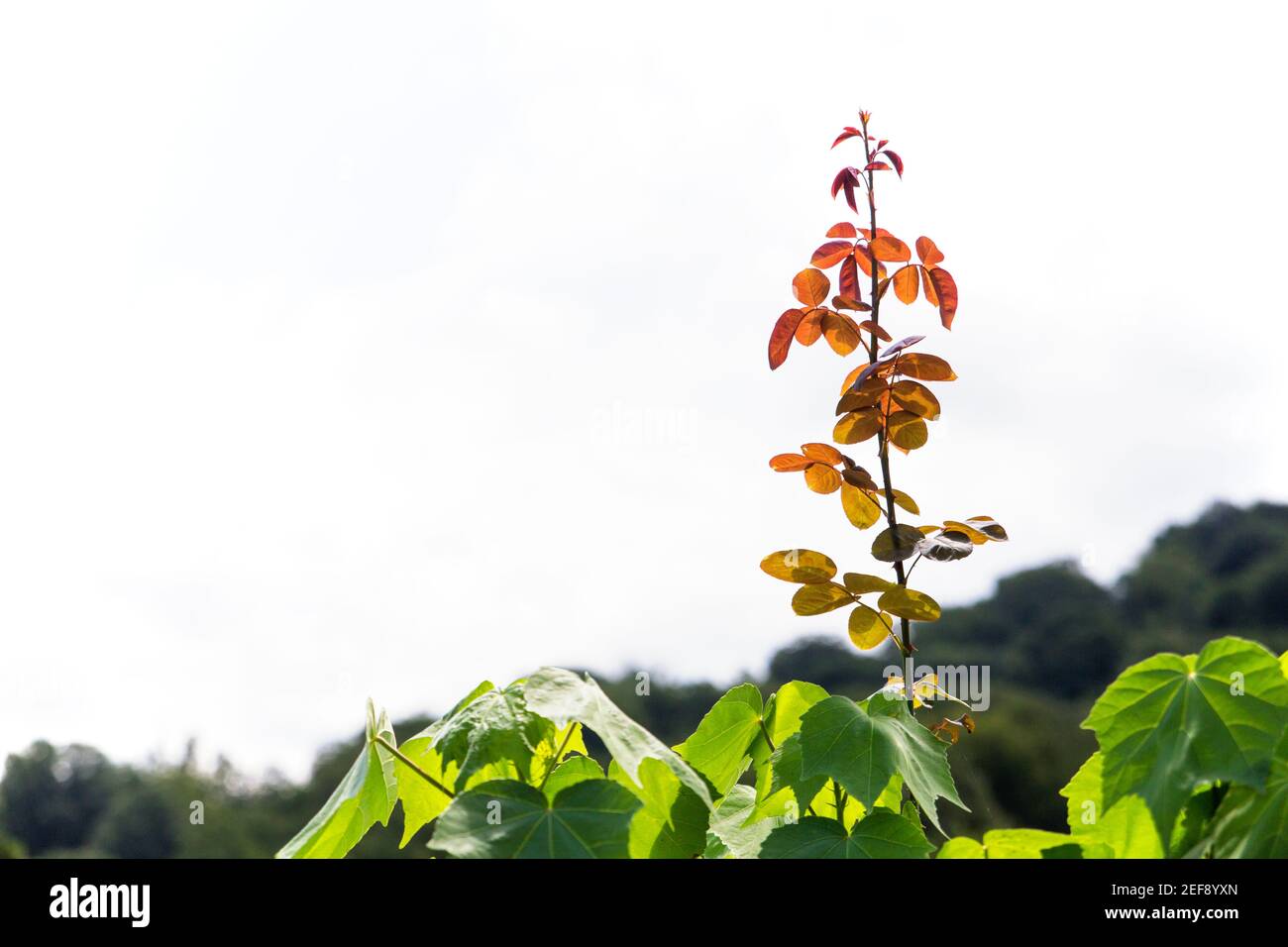 The young bough on the old bough. This is a special moment of the ...