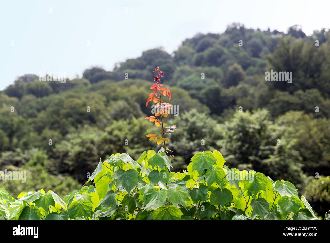 The young bough on the old bough. This is a special moment of the ...