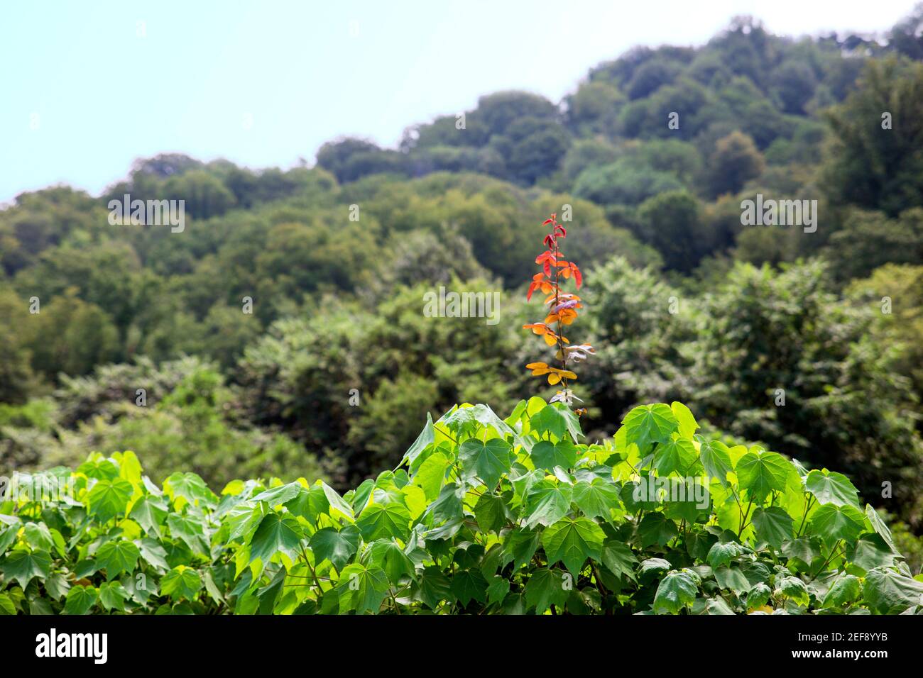 The young bough on the old bough. This is a special moment of the ...