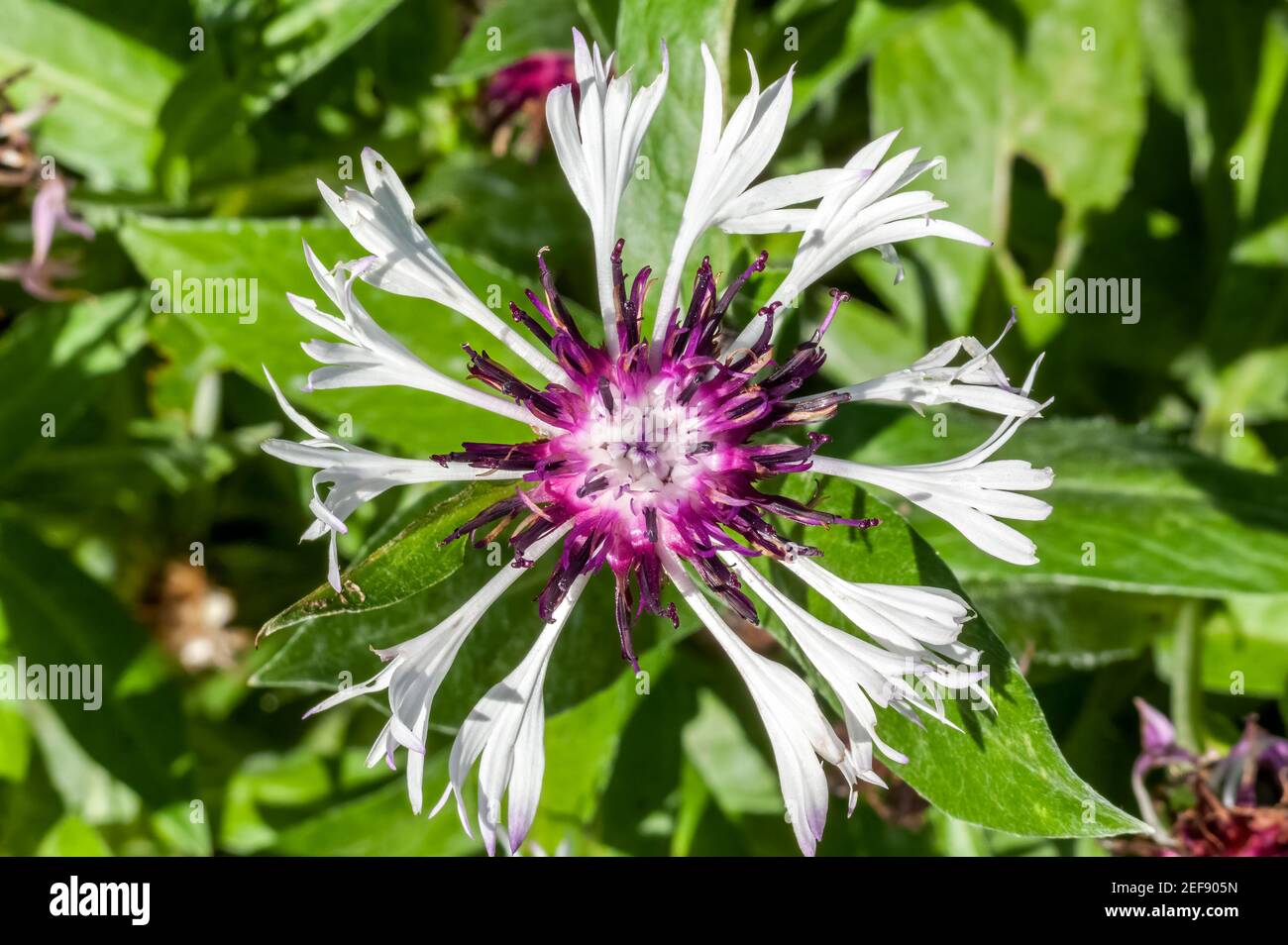 Amethyst flower hi-res stock photography and images - Alamy