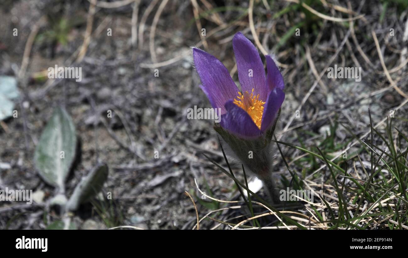 Switzerland spring mountain flower hi-res stock photography and images ...