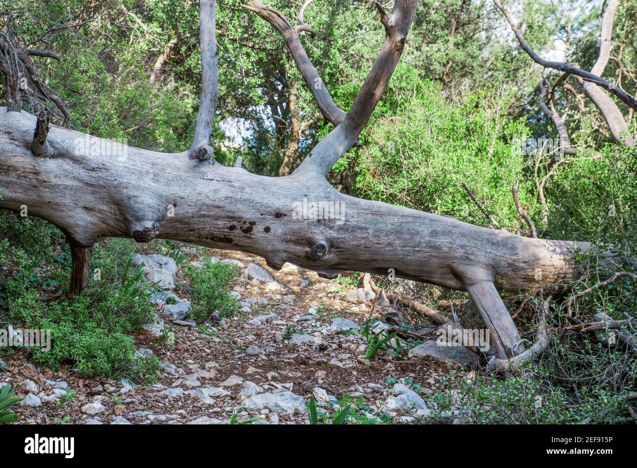Old fallen tree on the footpath in Turkey Stock Photo - Alamy
