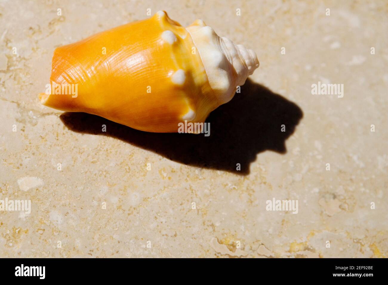 Close-up of a conch shell Stock Photo - Alamy