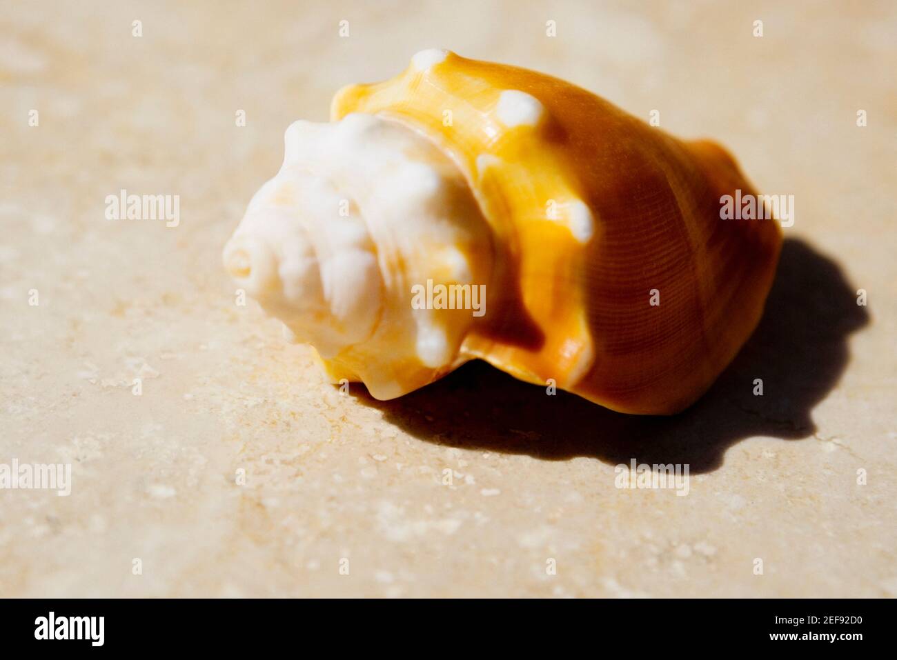 Close-up of a conch shell Stock Photo - Alamy