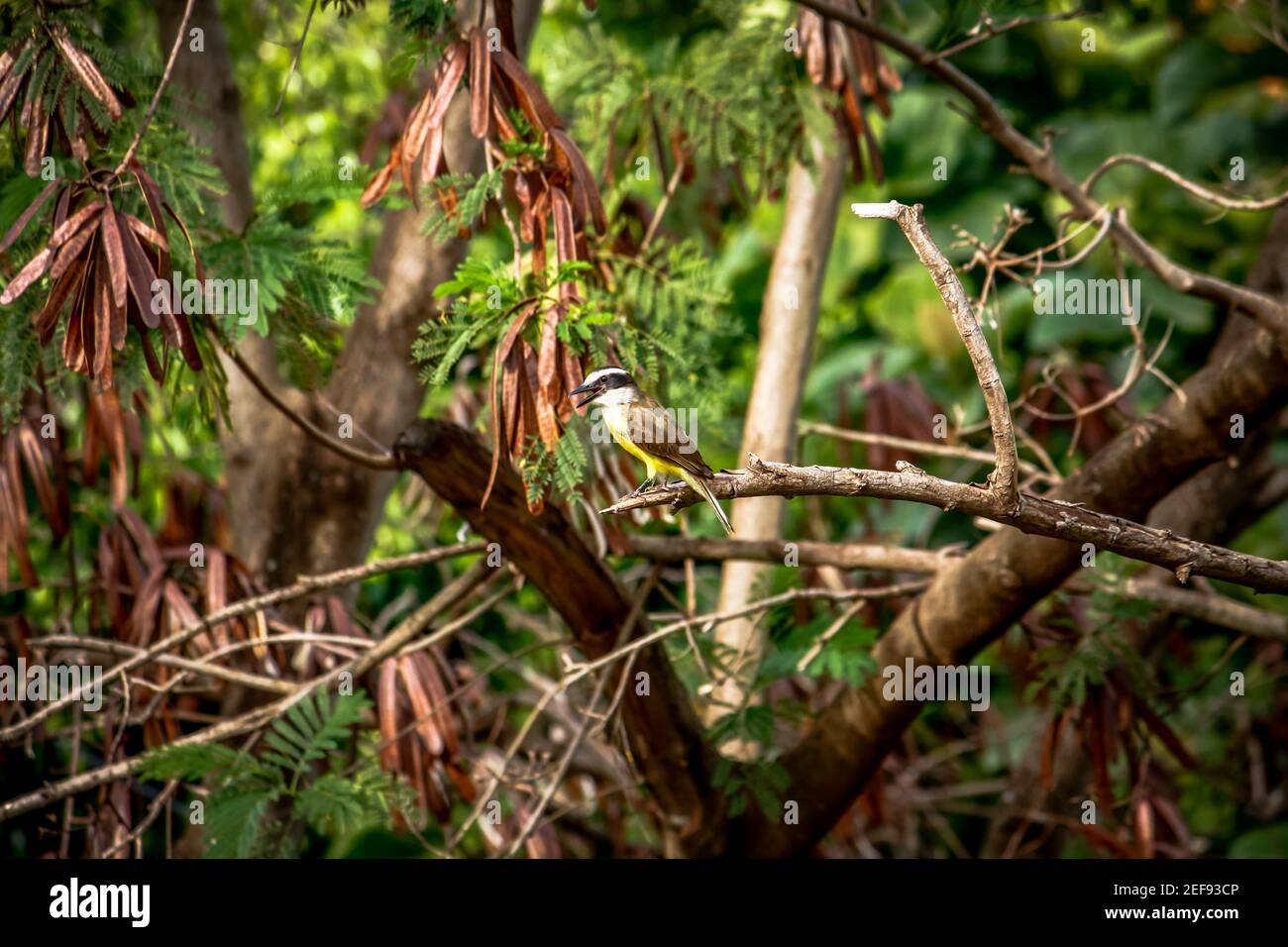 A bird sitting on a tree branch Stock Photo - Alamy