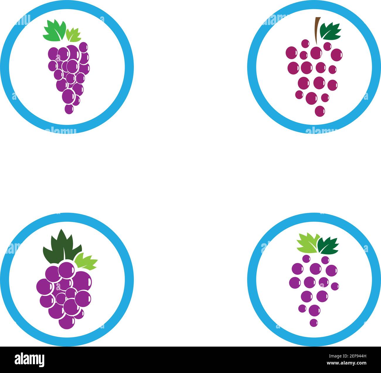 Vitis vector vectors hi-res stock photography and images - Alamy