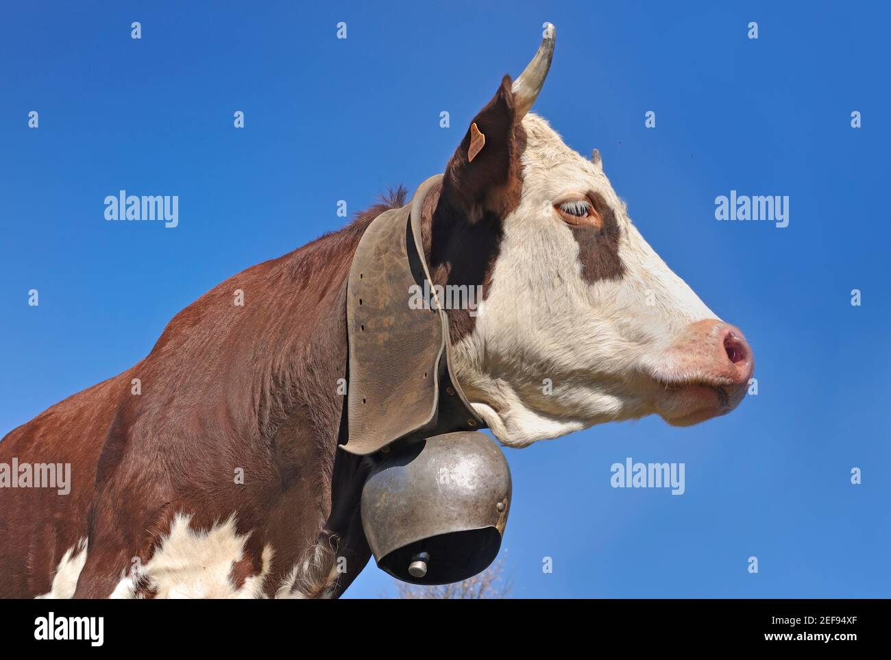 face of alpine brown and white cow wearing a bell on blue sky ...