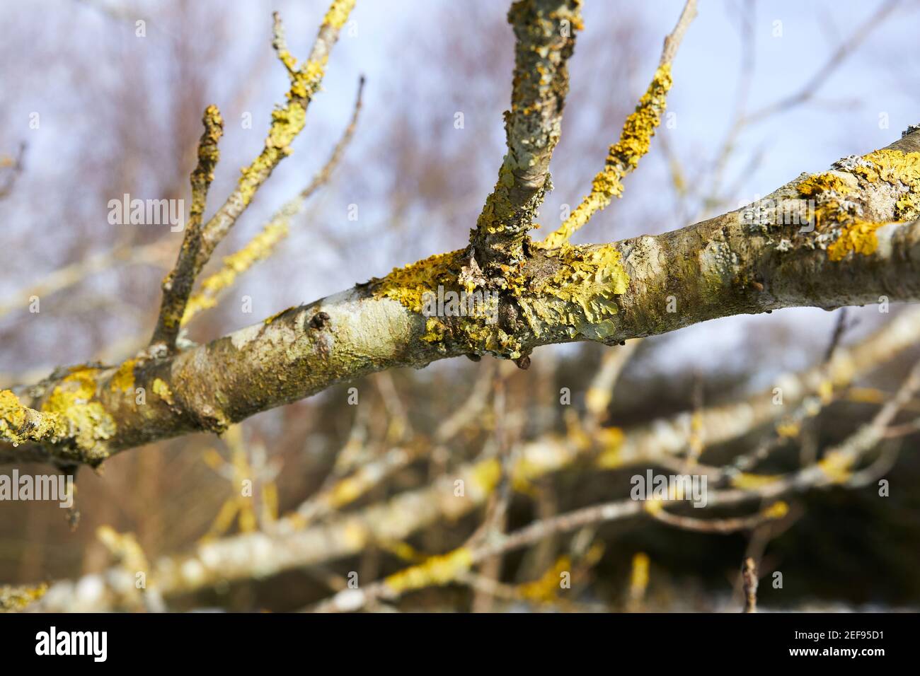 Lichen oak tree hi-res stock photography and images - Alamy