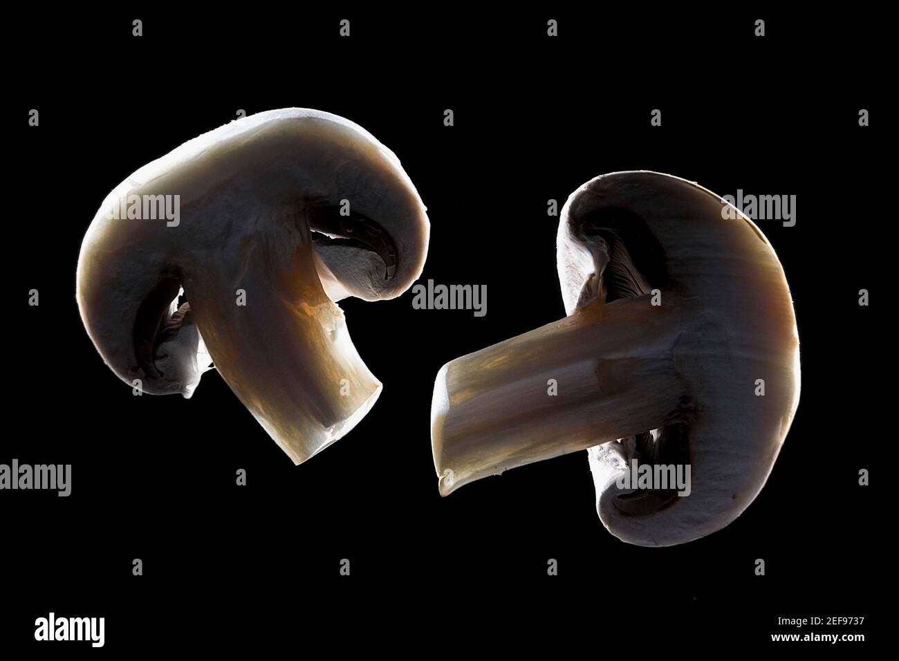Inside of mushroom hi-res stock photography and images - Alamy