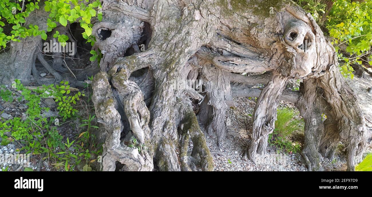 Haunted creepy tree as an old growth plant shaped as a monster skull as ...