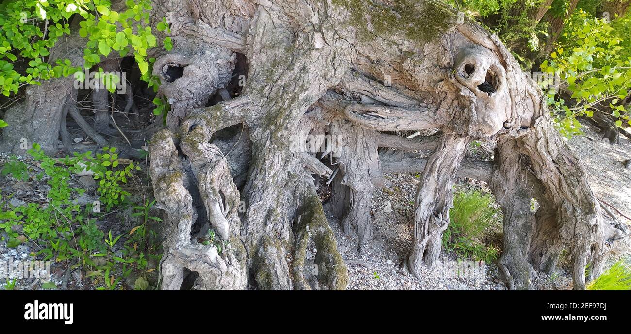 Haunted creepy tree as an old growth plant shaped as a monster skull as ...