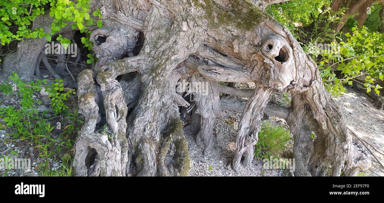 Haunted creepy tree as an old growth plant shaped as a monster skull as ...