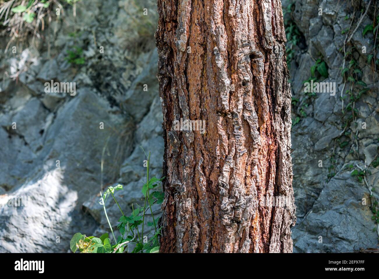 The beautiful tree trunk in Turkey forest Stock Photo - Alamy