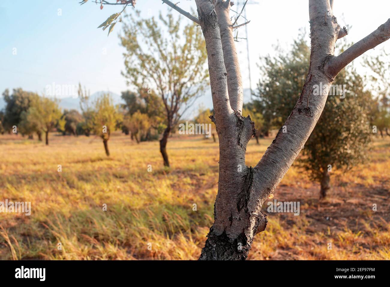 Green turkey bush hi-res stock photography and images - Alamy