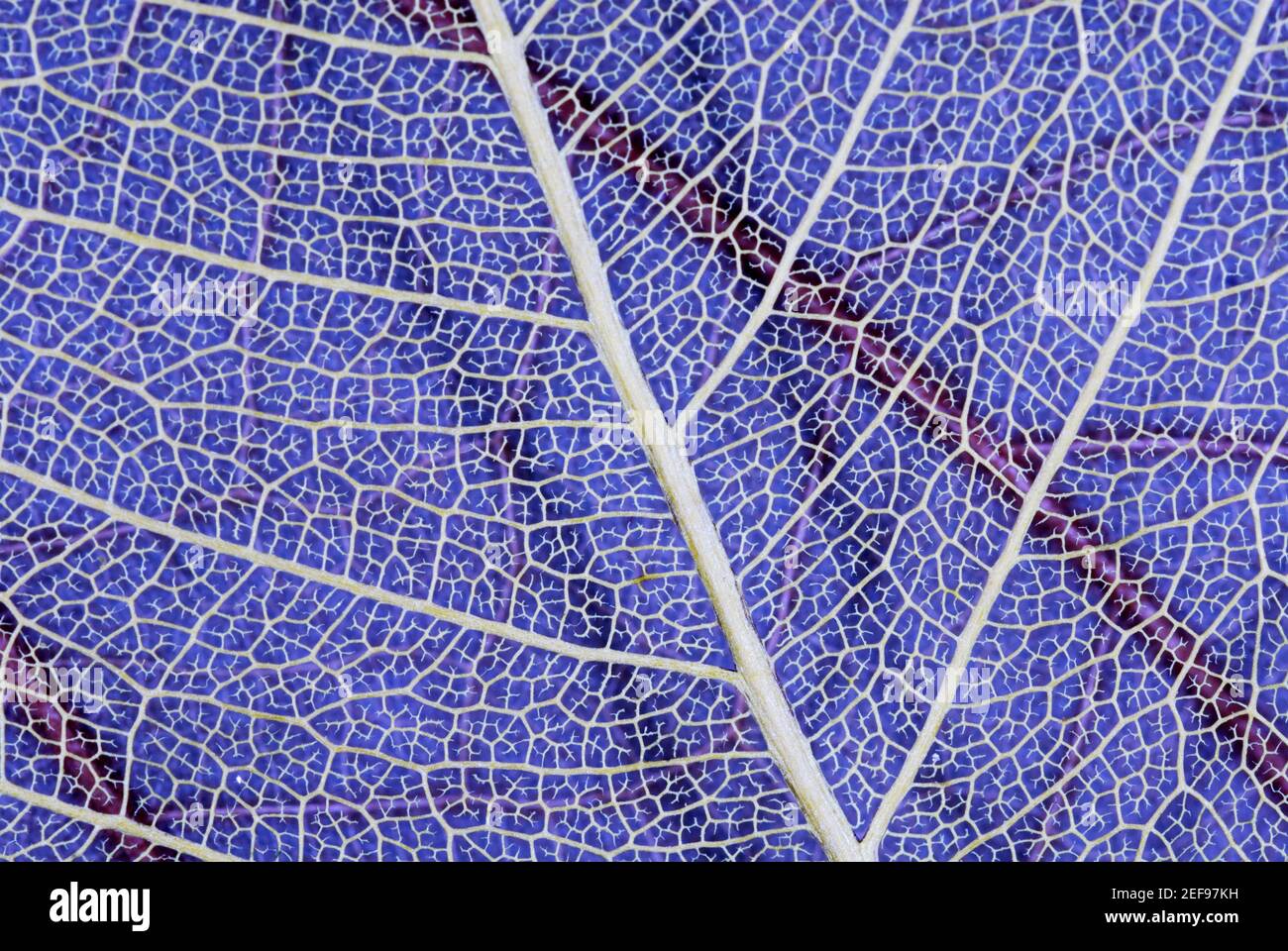 Translucent leaf hi-res stock photography and images - Alamy