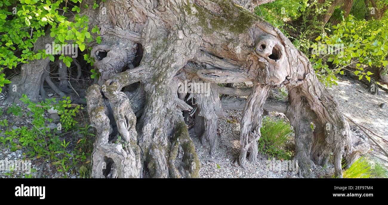 Haunted creepy tree as an old growth plant shaped as a monster skull as ...