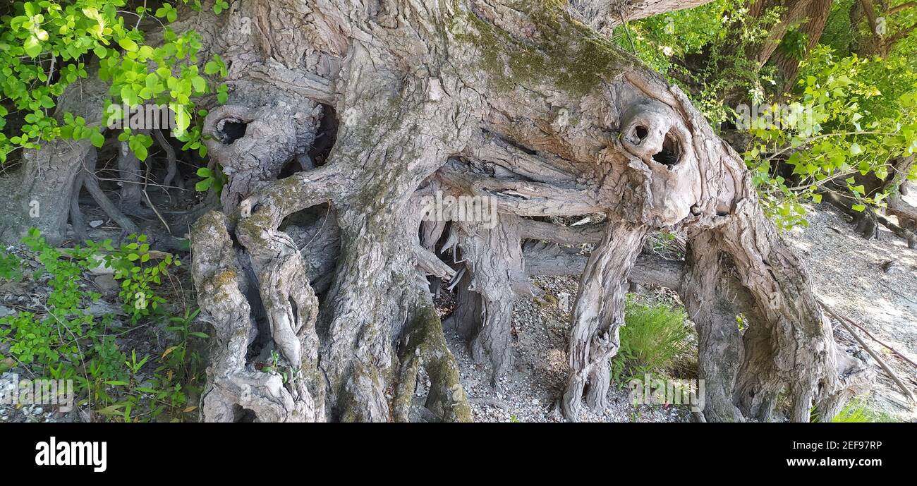 Haunted creepy tree as an old growth plant shaped as a monster skull as ...