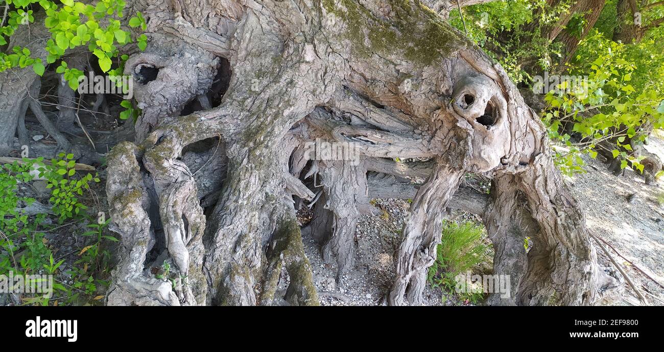 Haunted creepy tree as an old growth plant shaped as a monster skull as ...