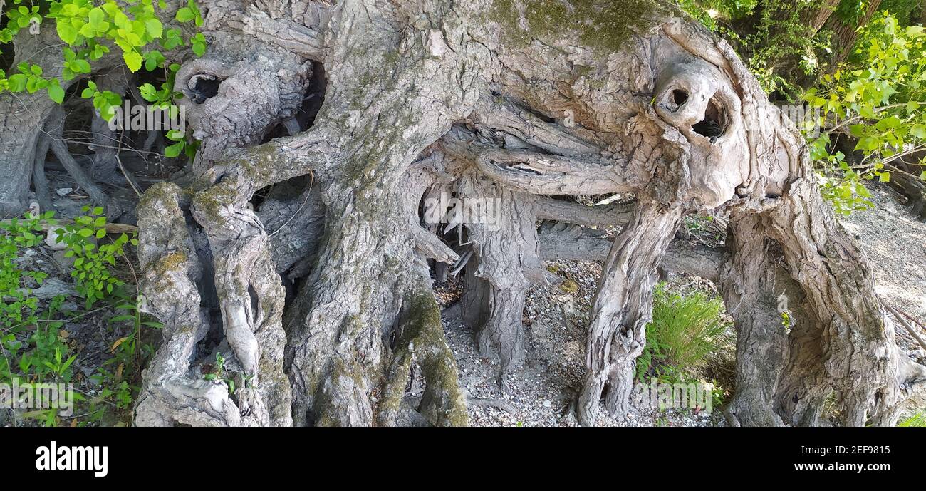 Haunted creepy tree as an old growth plant shaped as a monster skull as ...