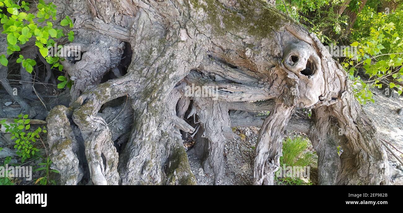 Haunted creepy tree as an old growth plant shaped as a monster skull as ...