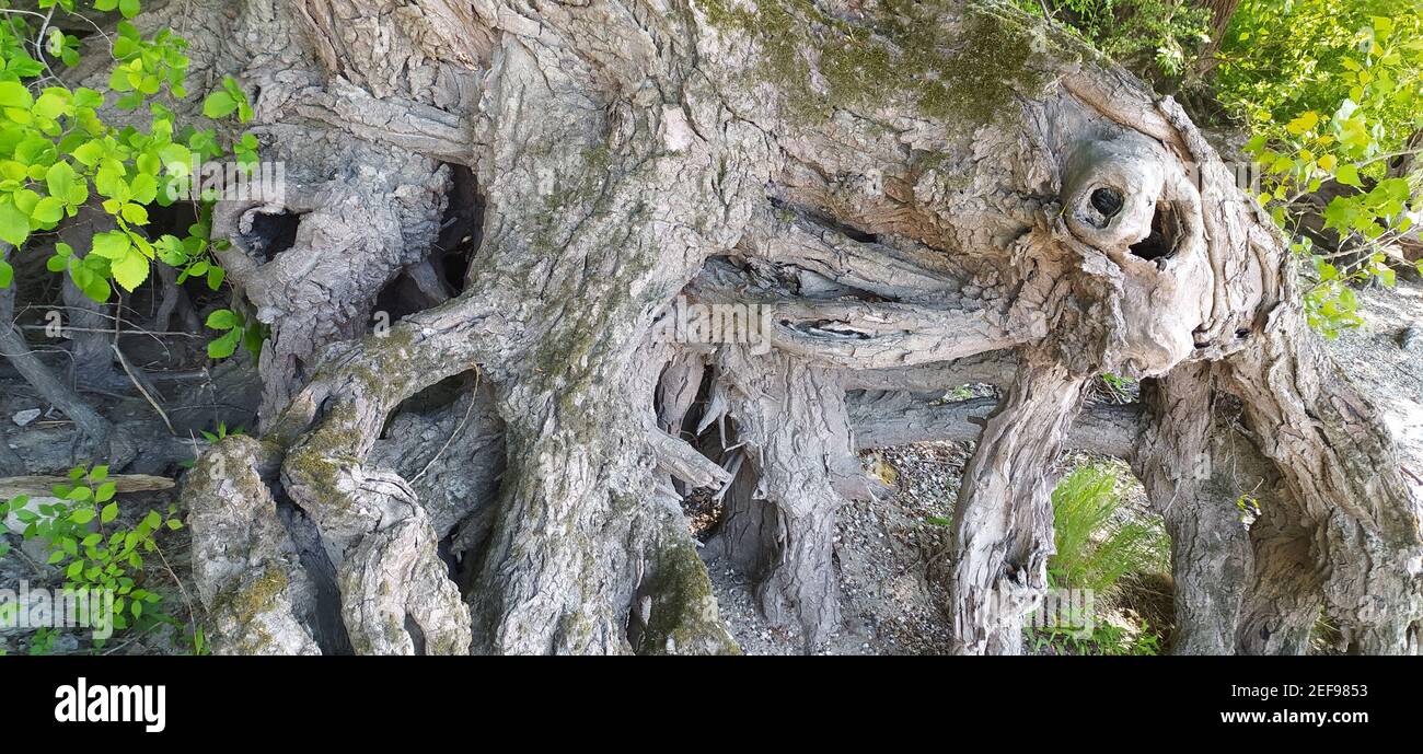 Haunted creepy tree as an old growth plant shaped as a monster skull as ...