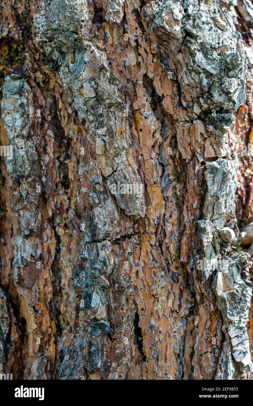 The beautiful tree trunk in Turkey forest Stock Photo - Alamy
