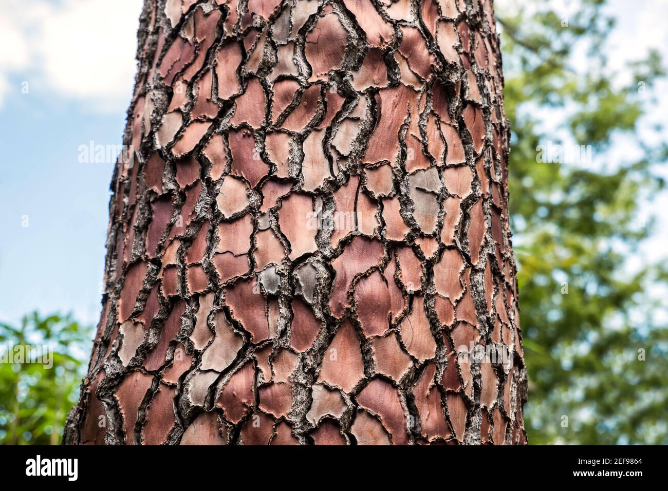 The beautiful tree trunk in Turkey forest Stock Photo - Alamy